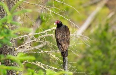 Birdwatching in BC: 2026 Guide to Top Regions